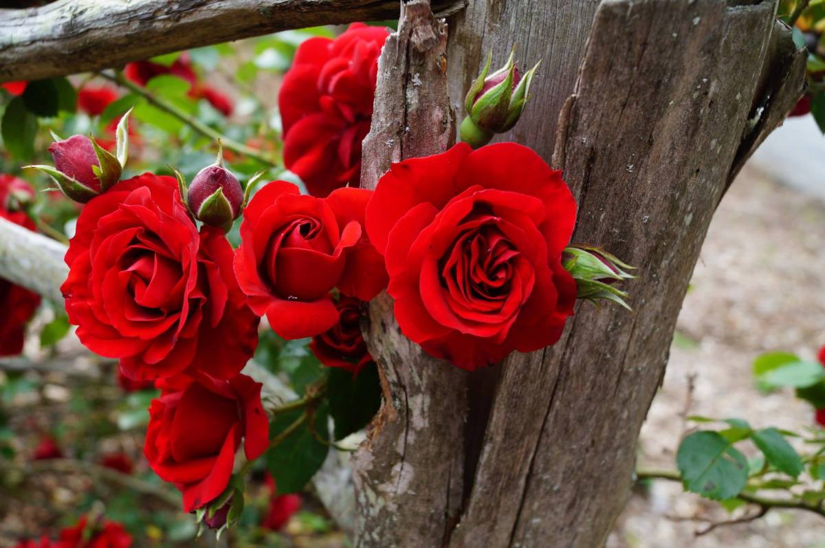 Caring for your Roses – Roses Unlimited