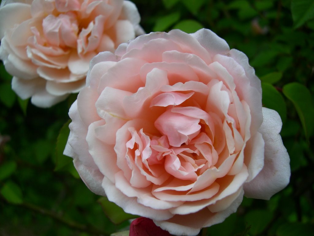 Climbers / Ramblers – Roses Unlimited