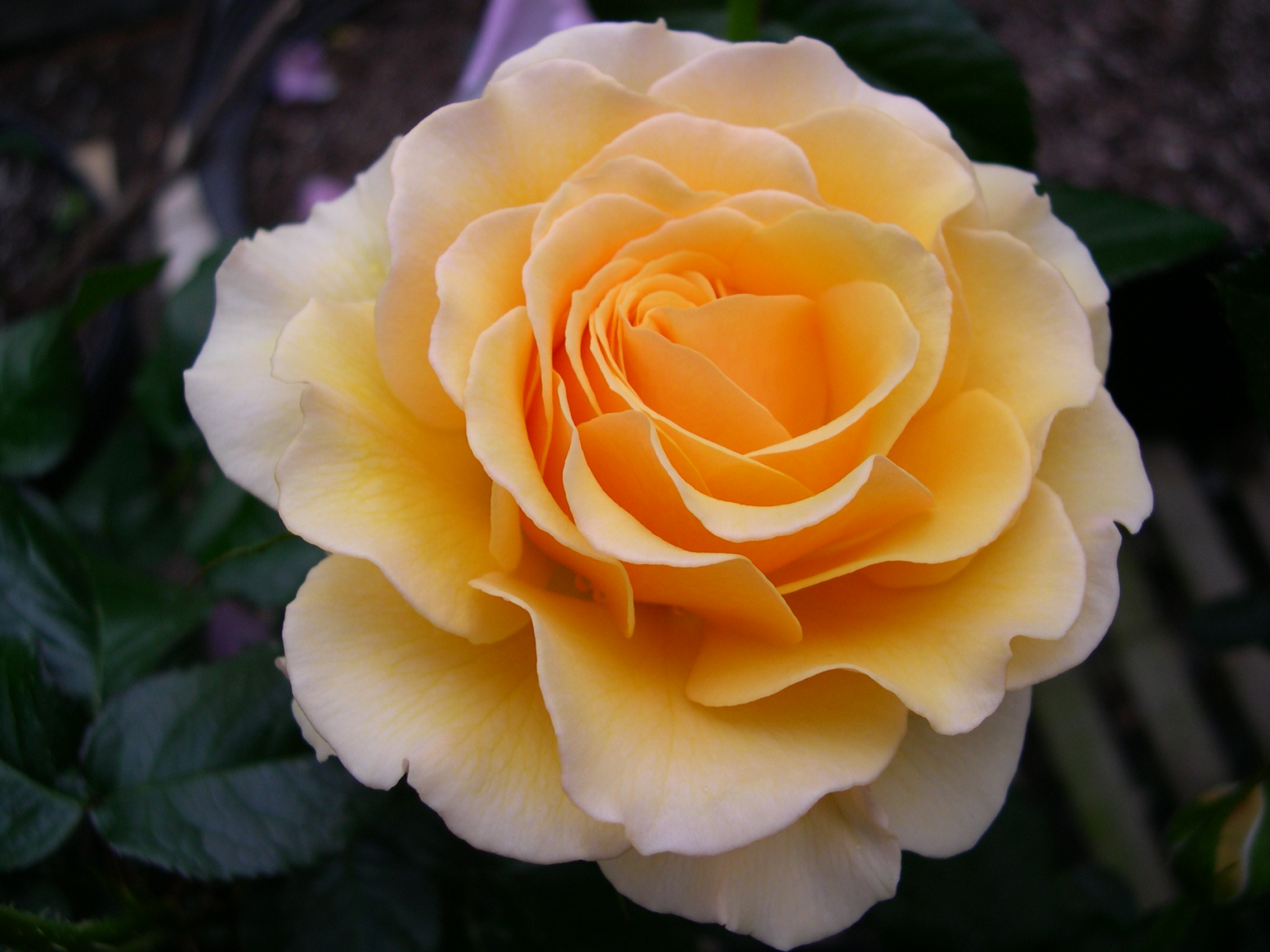 Floribunda – Roses Unlimited