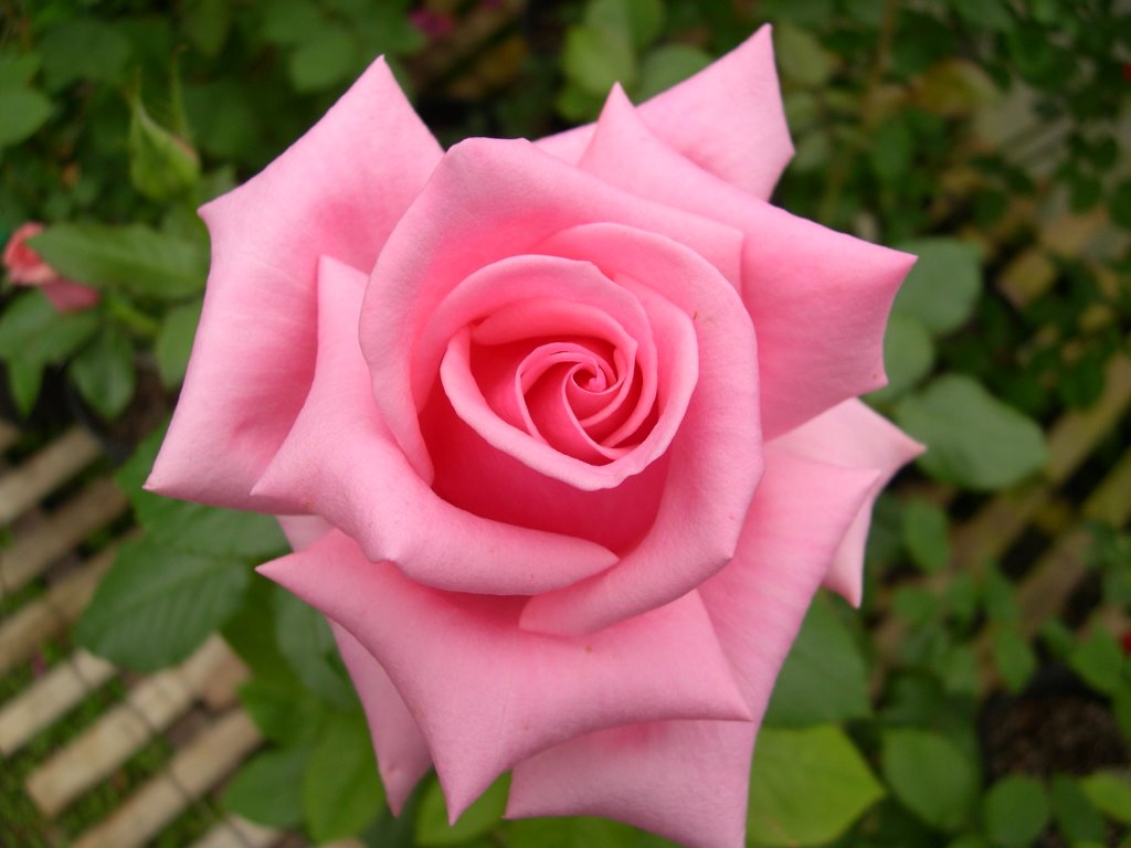 Hybrid Teas / Grandifloras – Roses Unlimited