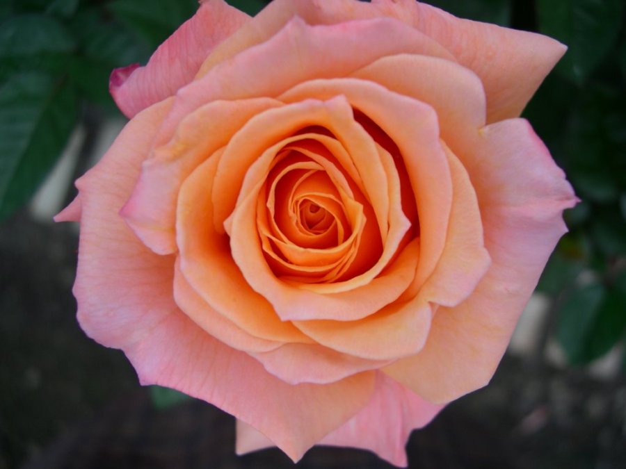 Hybrid Teas / Grandifloras – Roses Unlimited