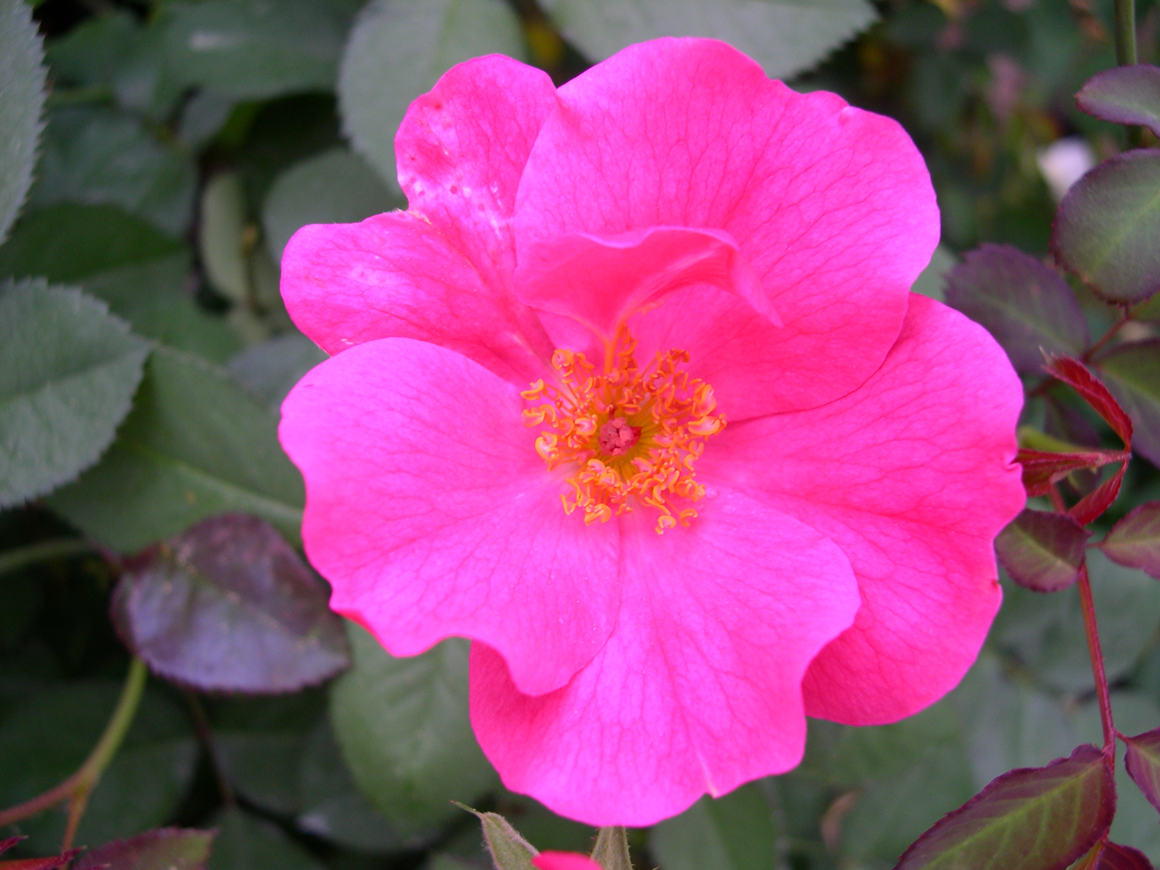 Floribunda – Roses Unlimited