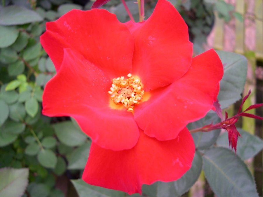 Buck Shrub Roses – Roses Unlimited