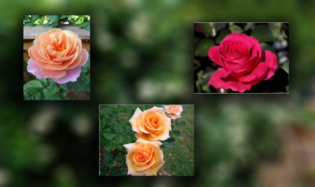 Buck Shrub Roses – Roses Unlimited