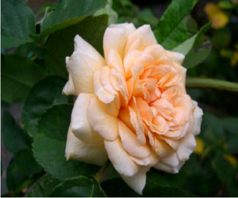 Hybrid Musk – Roses Unlimited