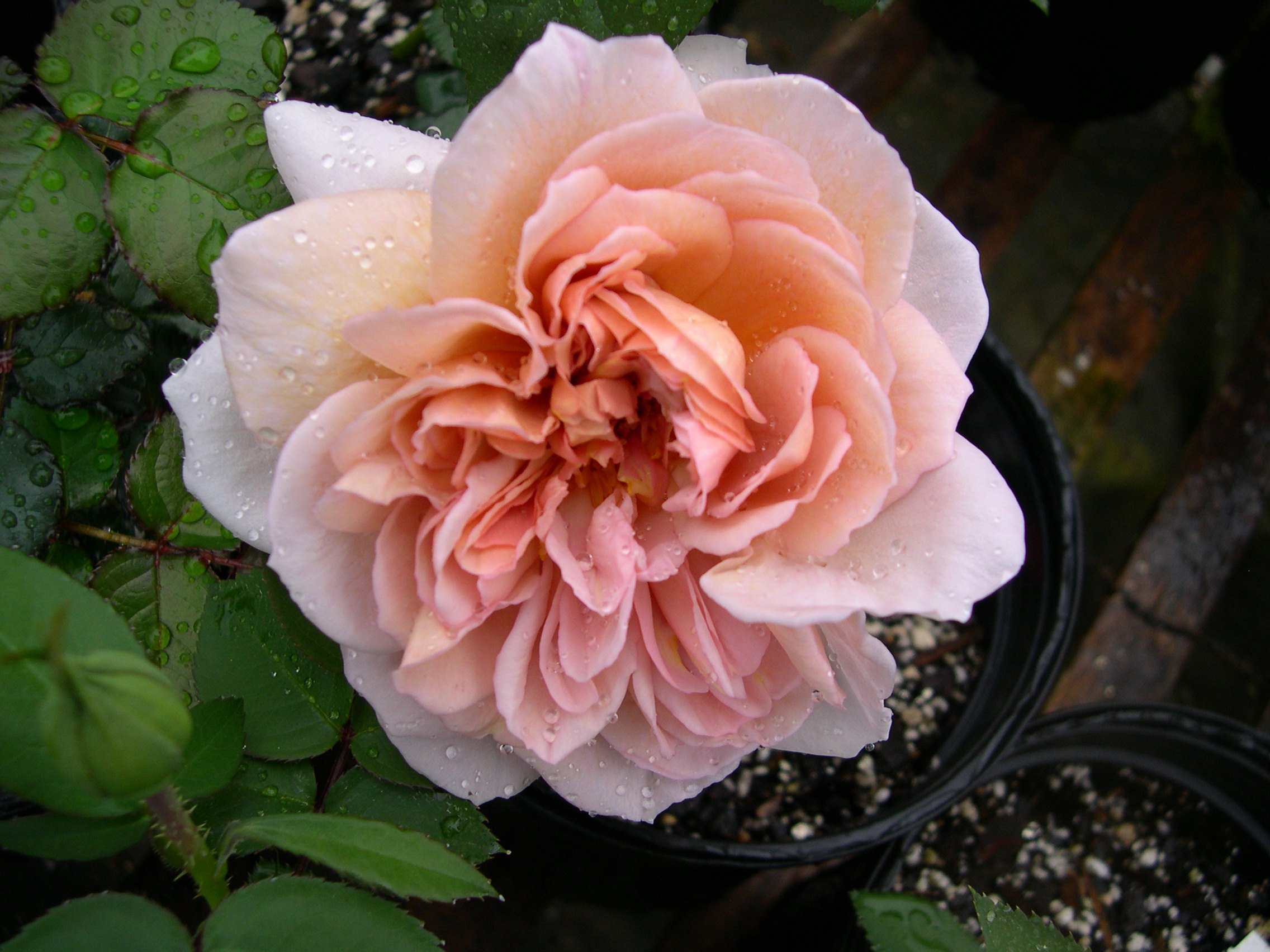 Cafe – Roses Unlimited