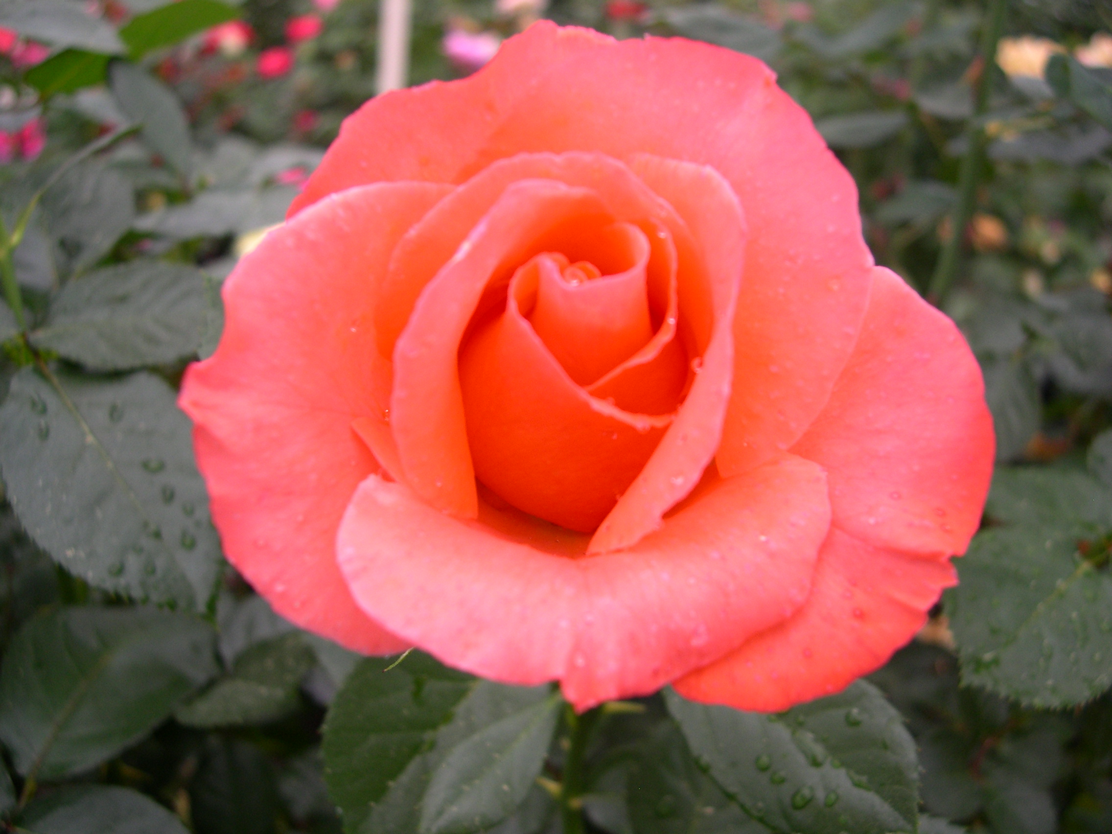 Floribunda – Roses Unlimited
