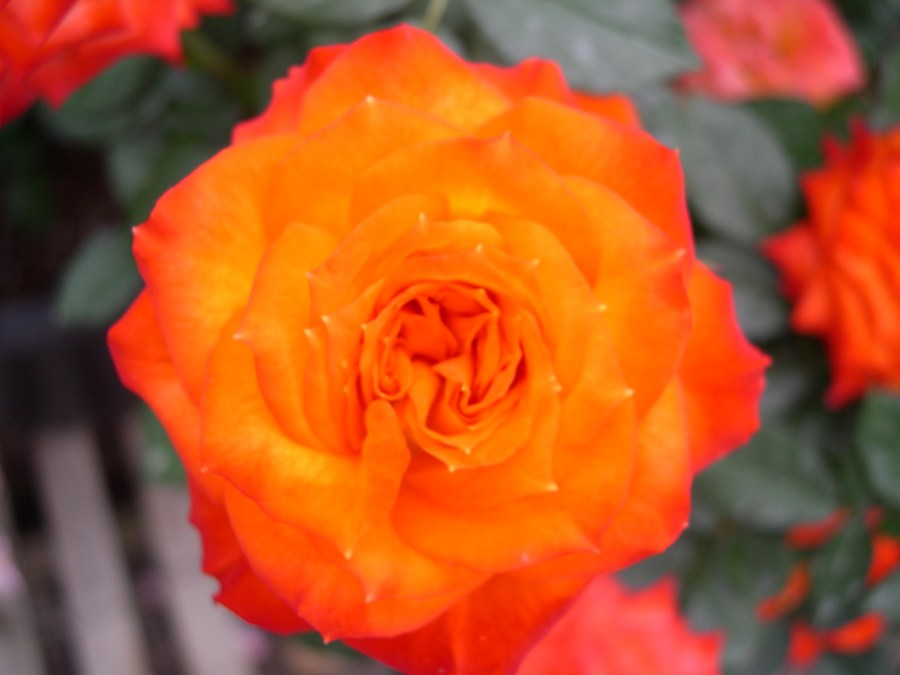 Floribunda – Roses Unlimited