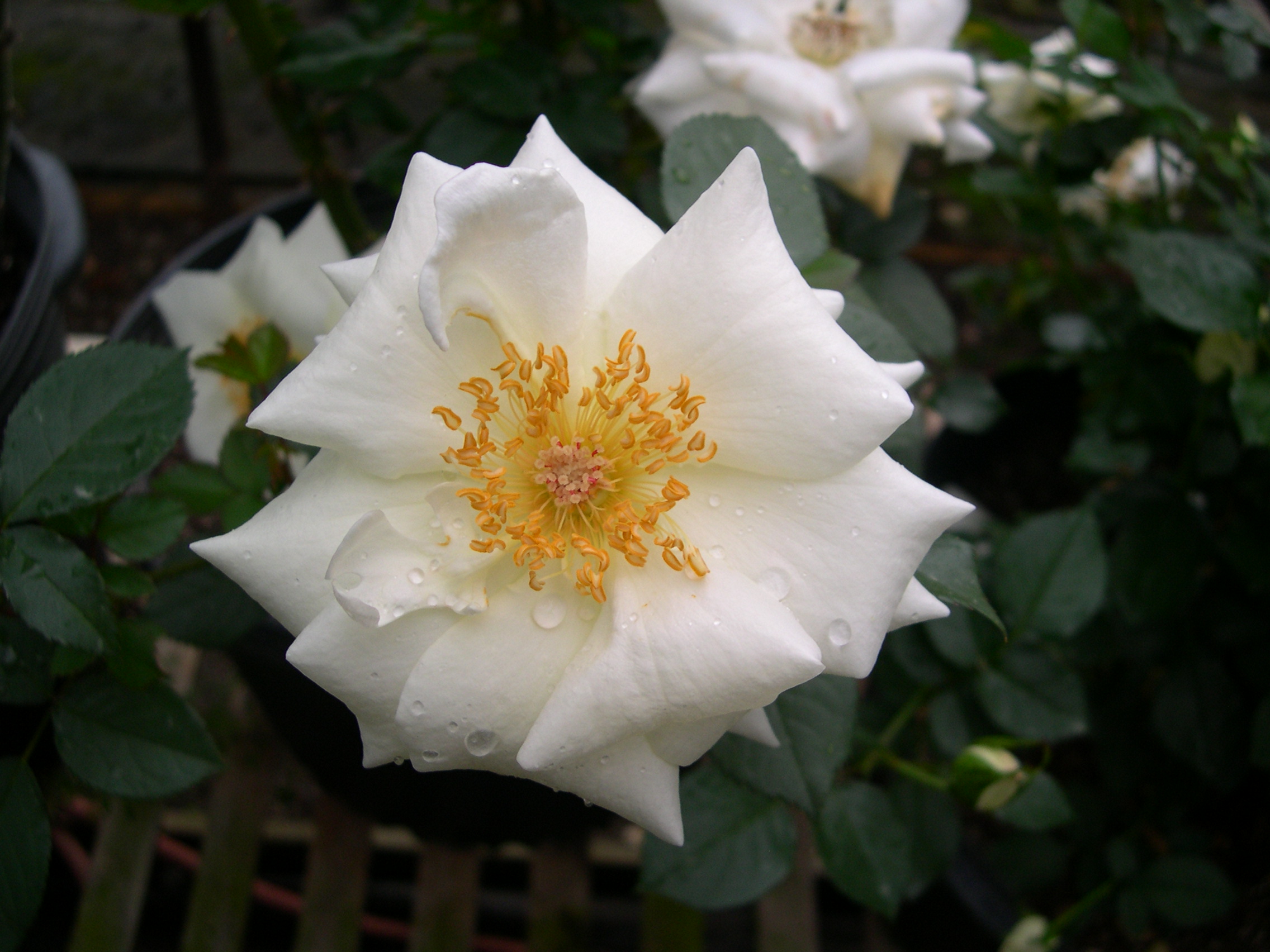 Floribunda – Roses Unlimited