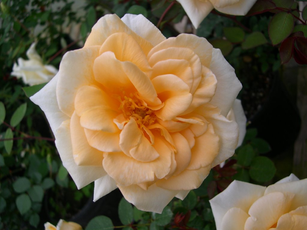 Climbers / Ramblers – Roses Unlimited