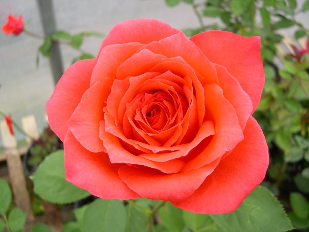 command-performance – Roses Unlimited