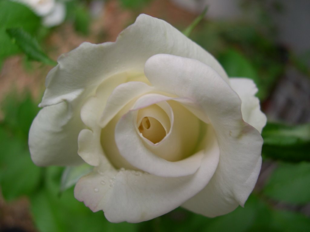 Hybrid Teas / Grandifloras – Roses Unlimited