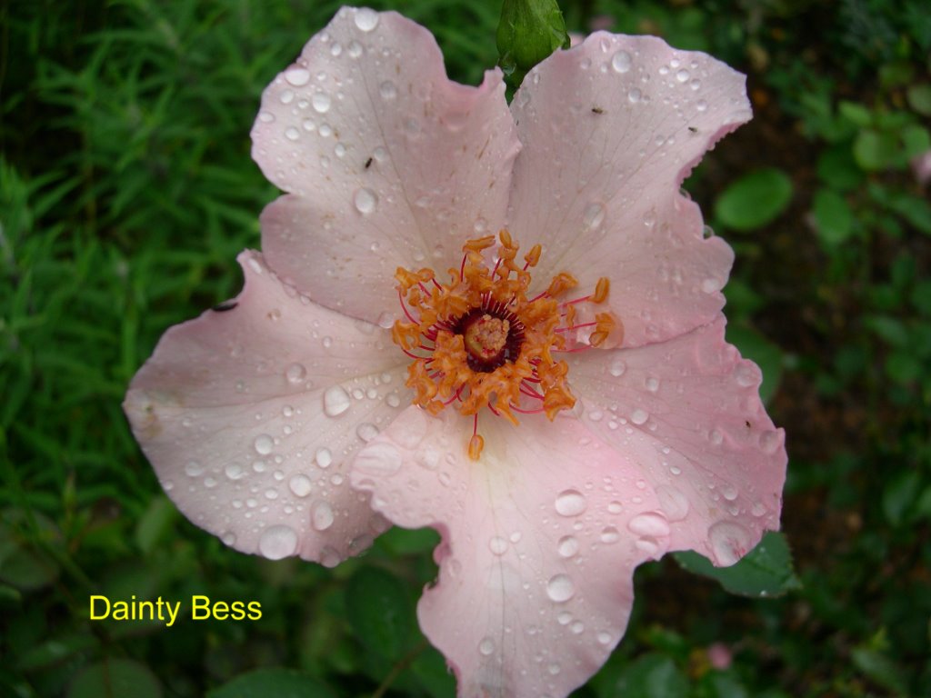Hybrid Teas / Grandifloras – Roses Unlimited