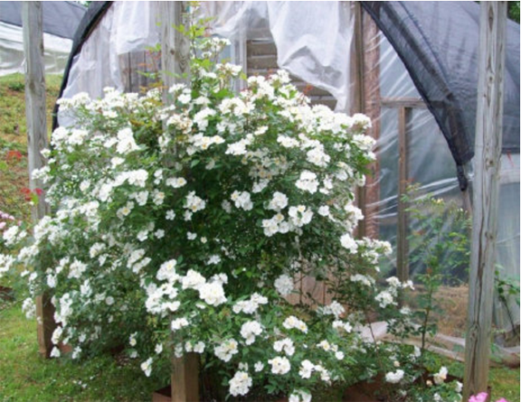 Hybrid Musk – Roses Unlimited