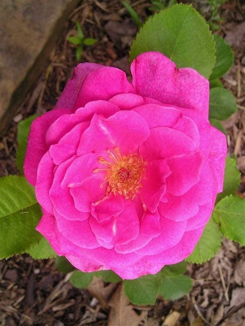 Buck Shrub Roses – Roses Unlimited