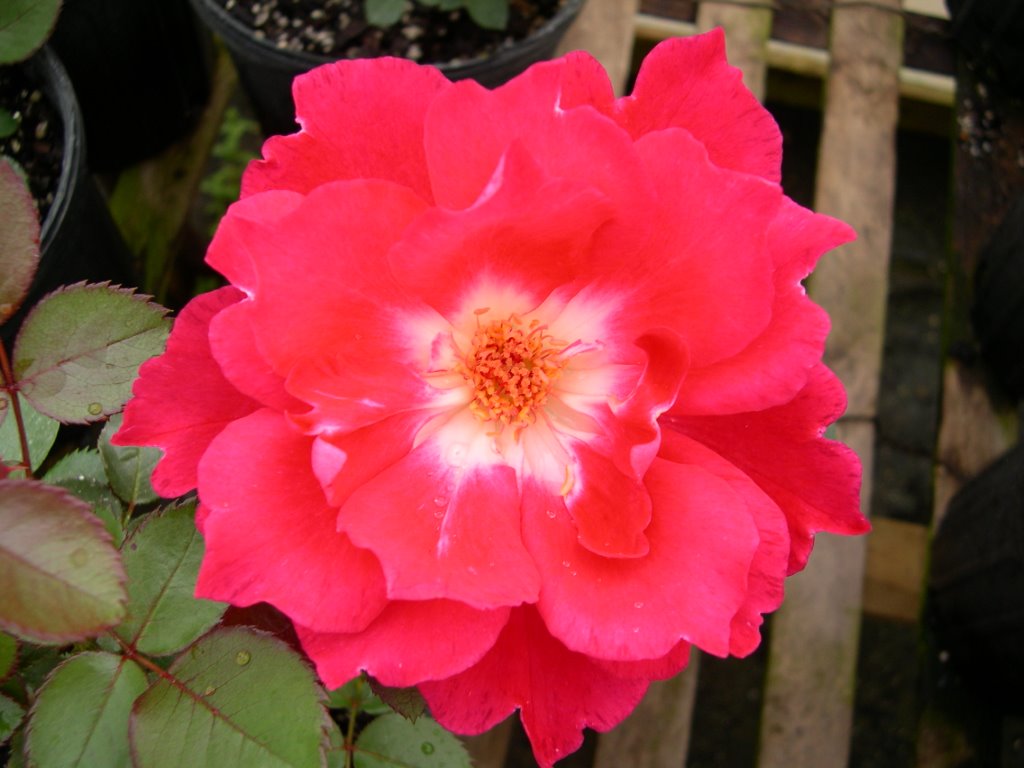 Buck Shrub Roses – Roses Unlimited