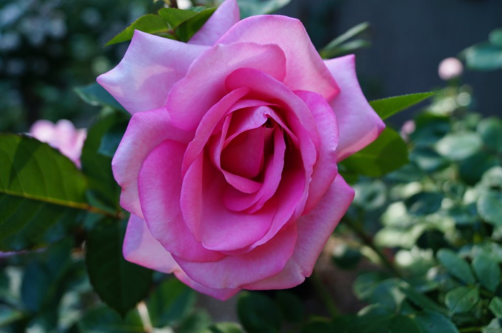 eliza – Roses Unlimited