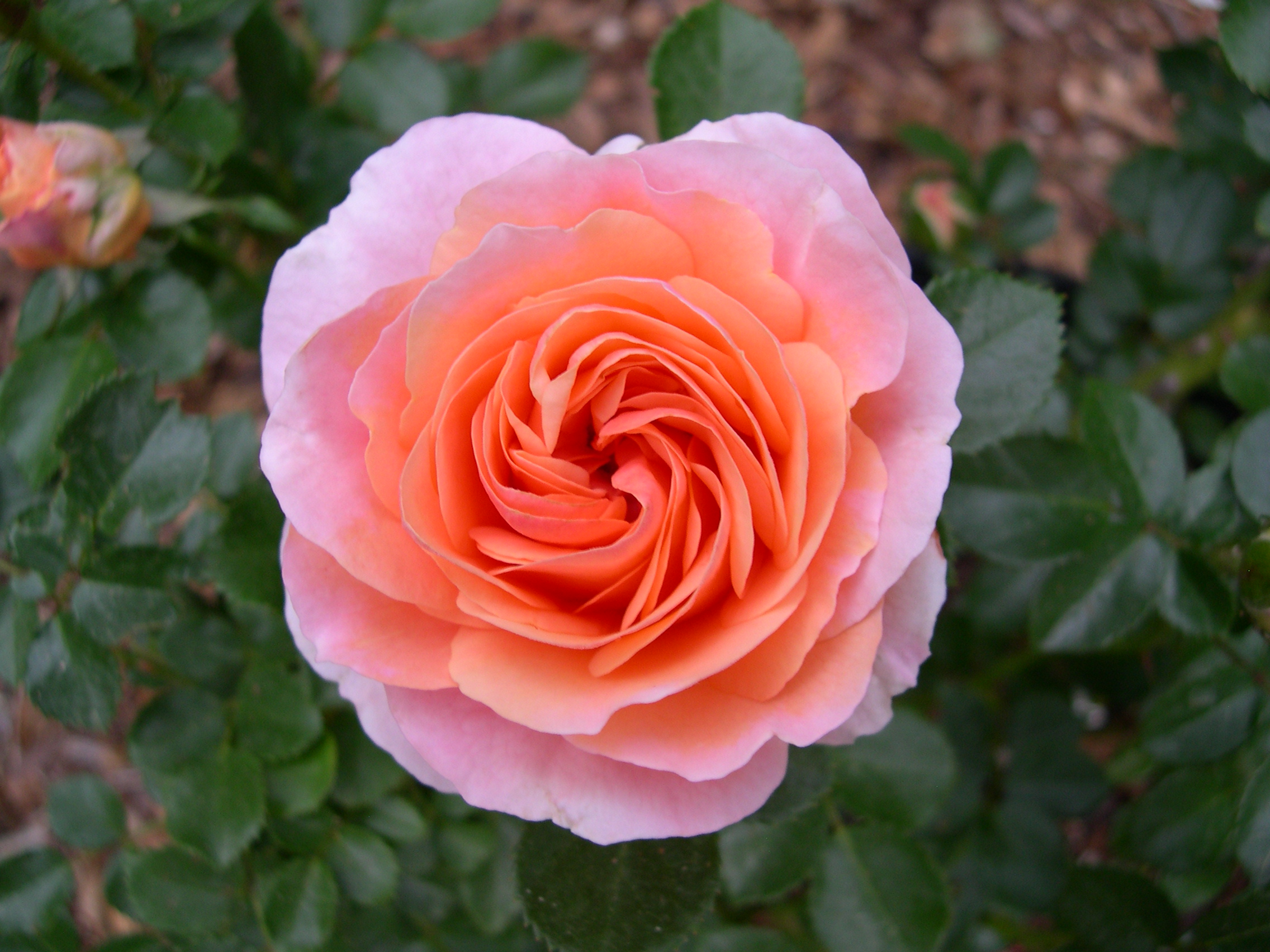 Floribunda – Roses Unlimited