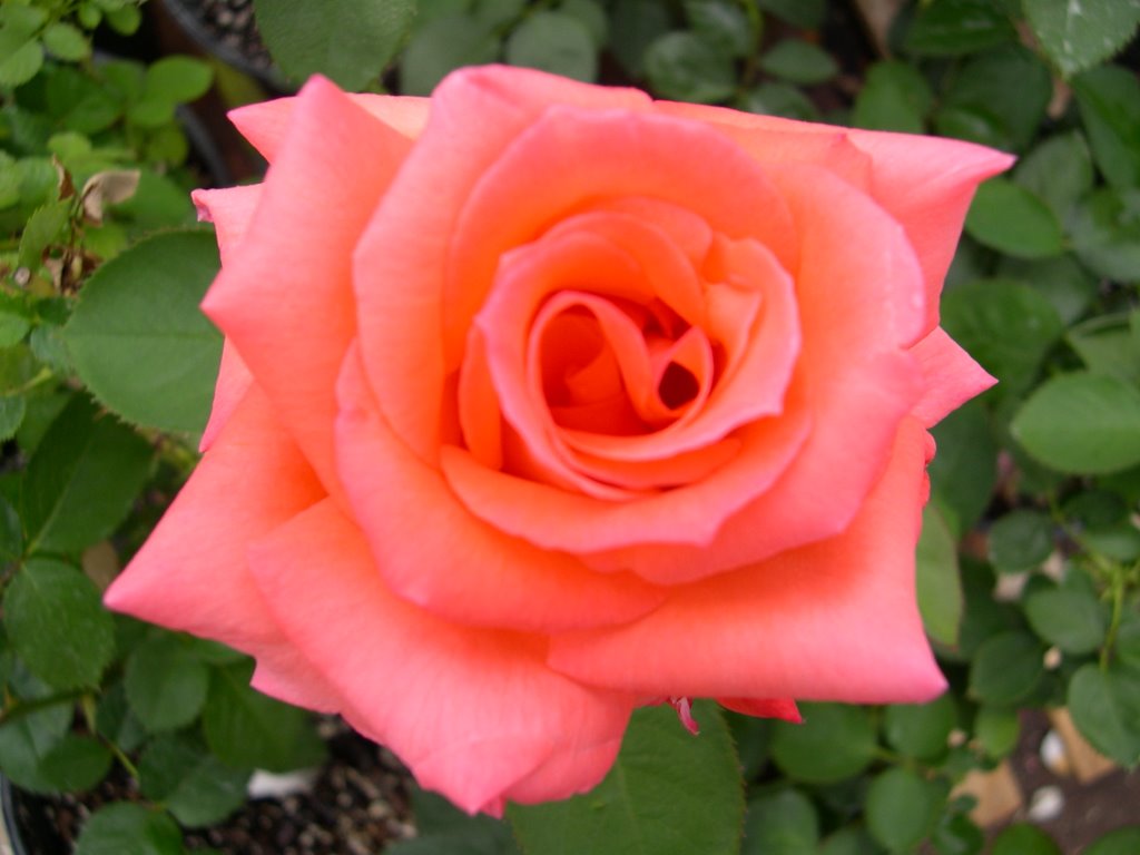 folklore – Roses Unlimited