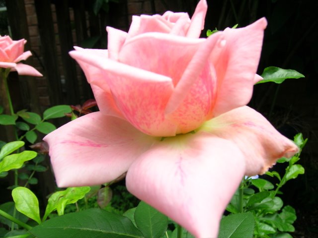 Buck Shrub Roses – Roses Unlimited