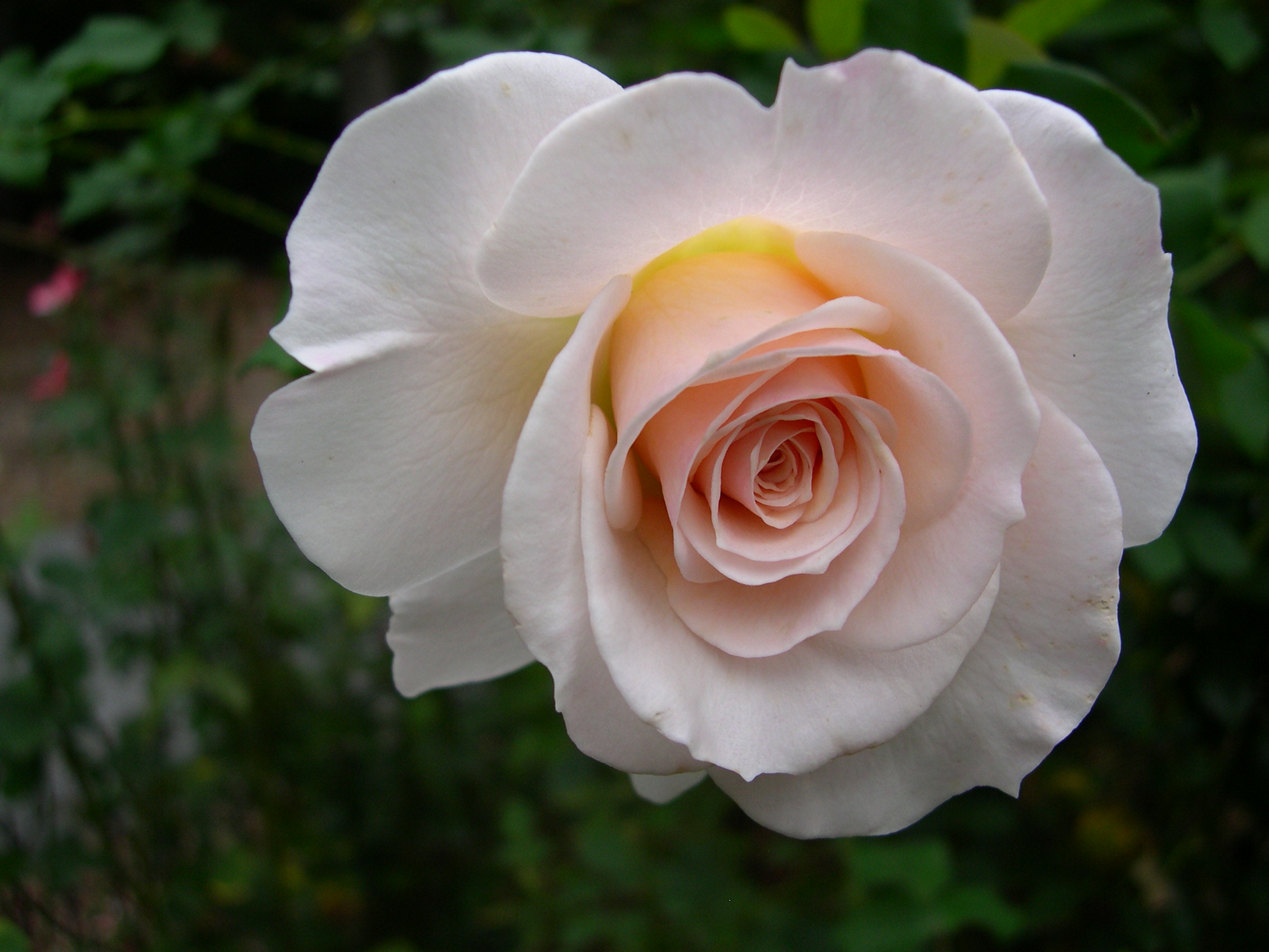 Floribunda – Roses Unlimited