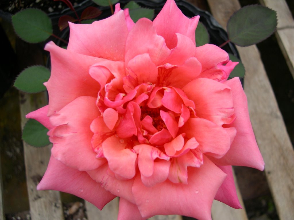 Buck Shrub Roses – Roses Unlimited