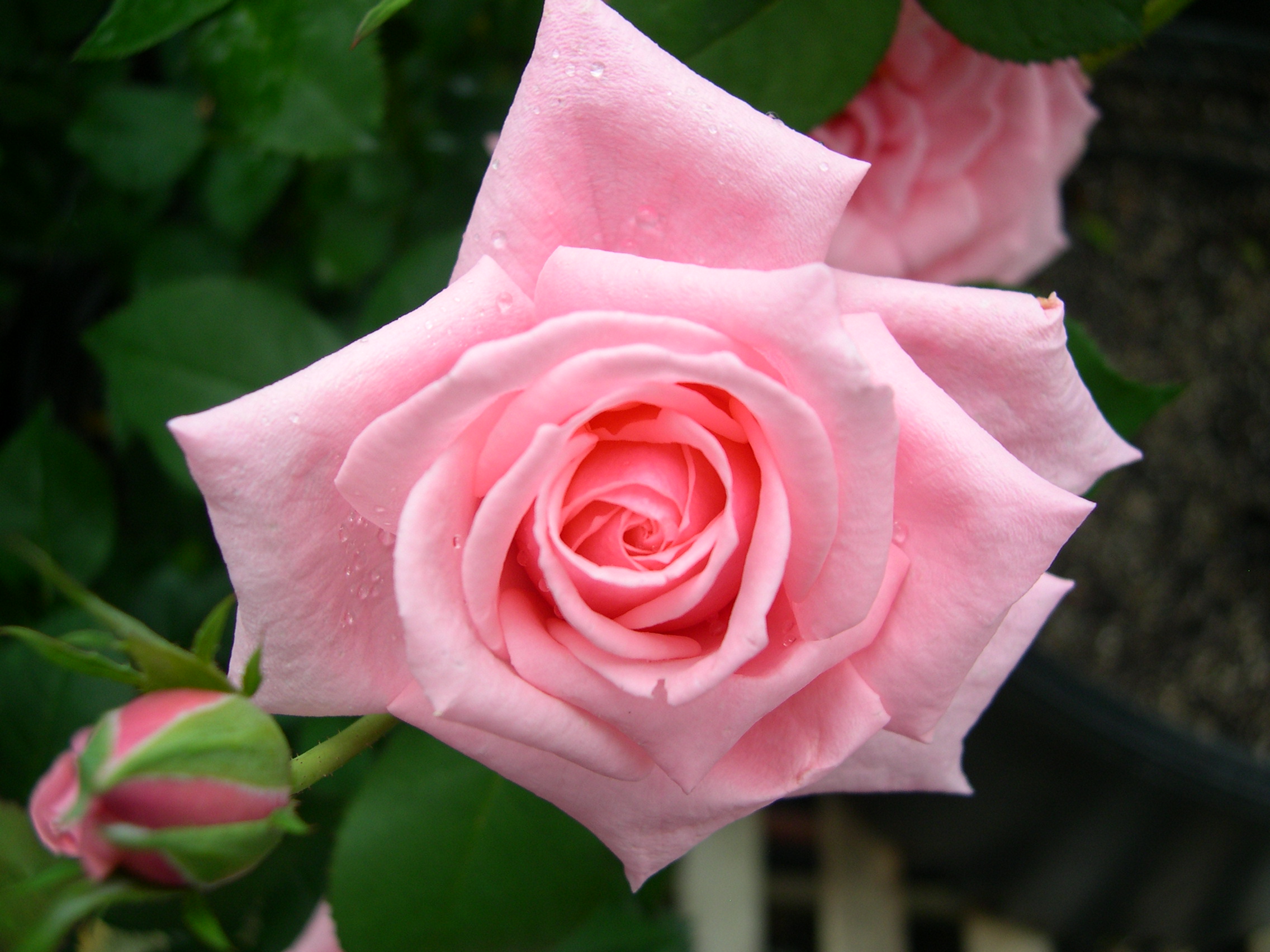 Gene Boerner – Roses Unlimited