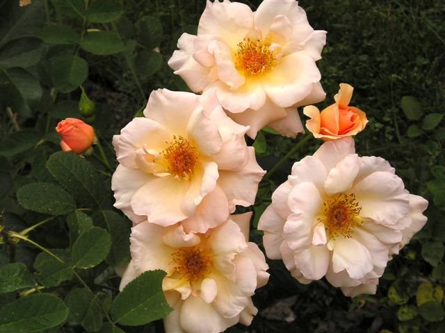 Buck Shrub Roses – Roses Unlimited