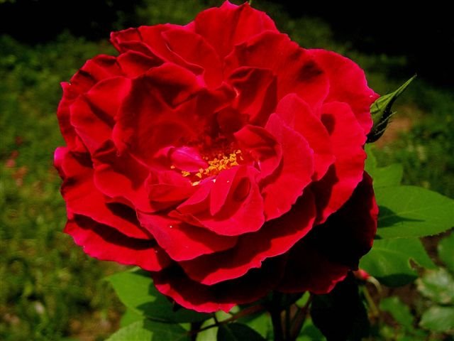 Buck Shrub Roses – Roses Unlimited