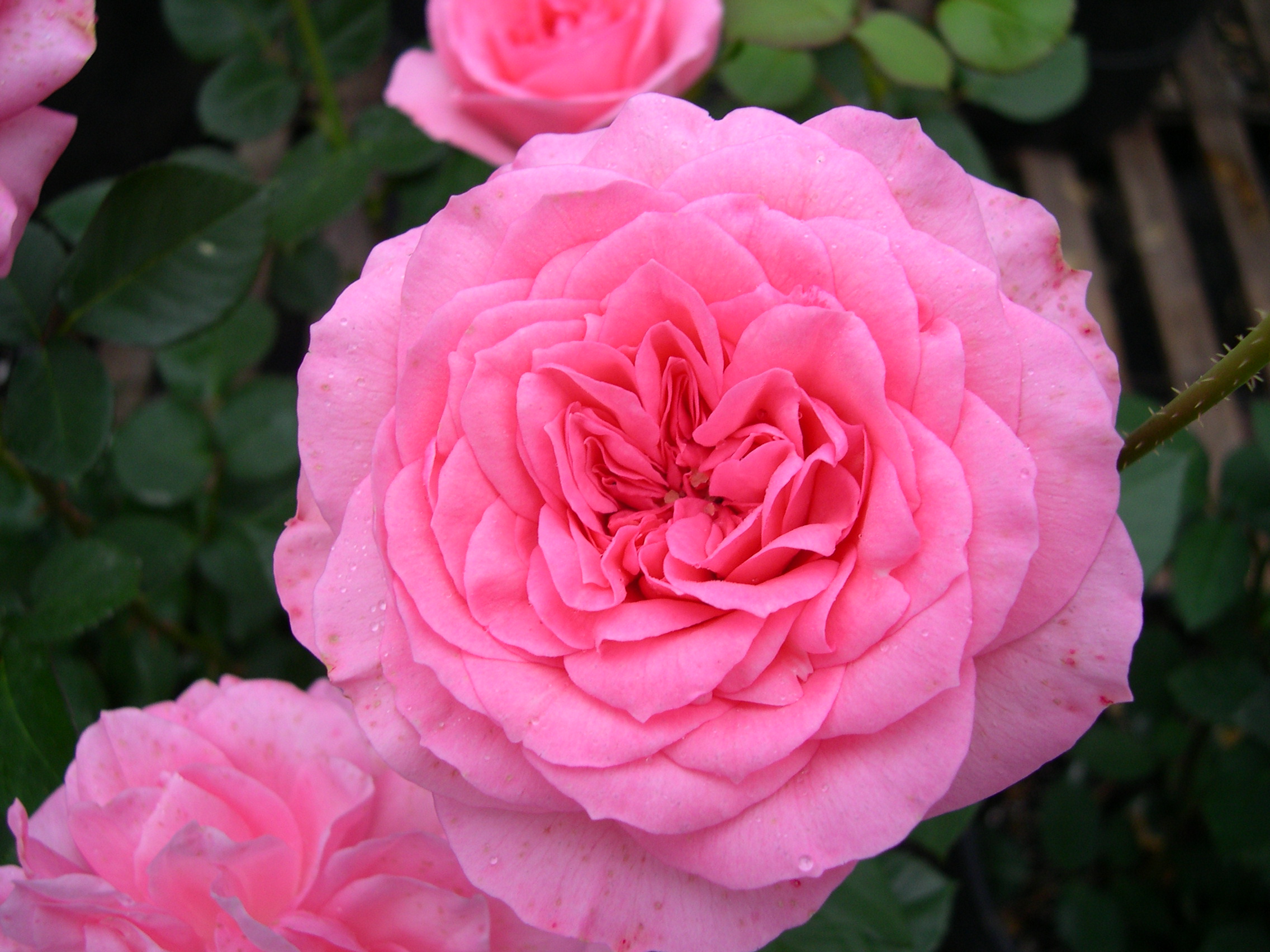 Floribunda – Roses Unlimited