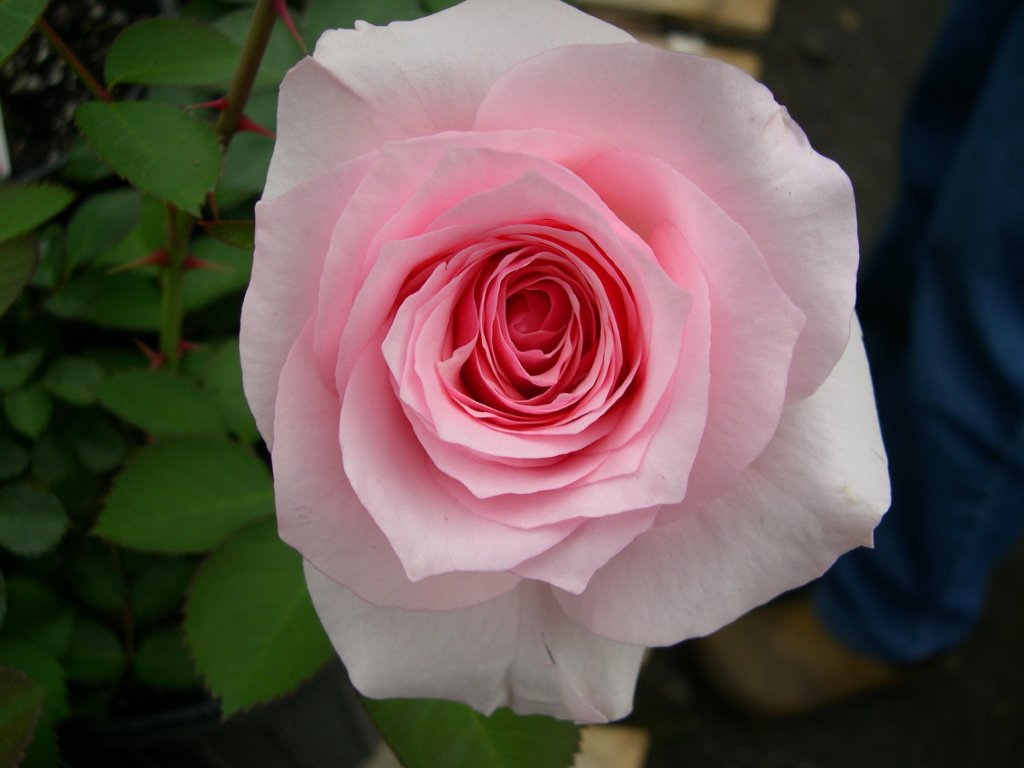 Buck Shrub Roses – Roses Unlimited