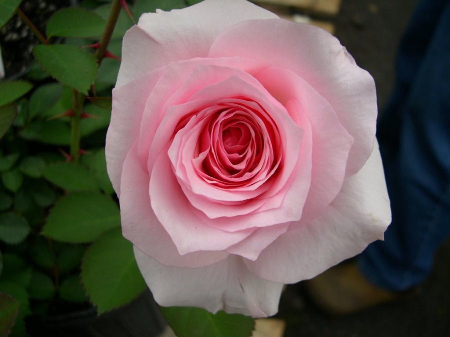 Buck Shrub Roses – Roses Unlimited