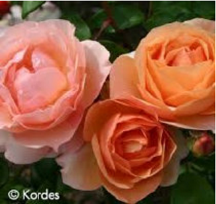 Floribunda – Roses Unlimited