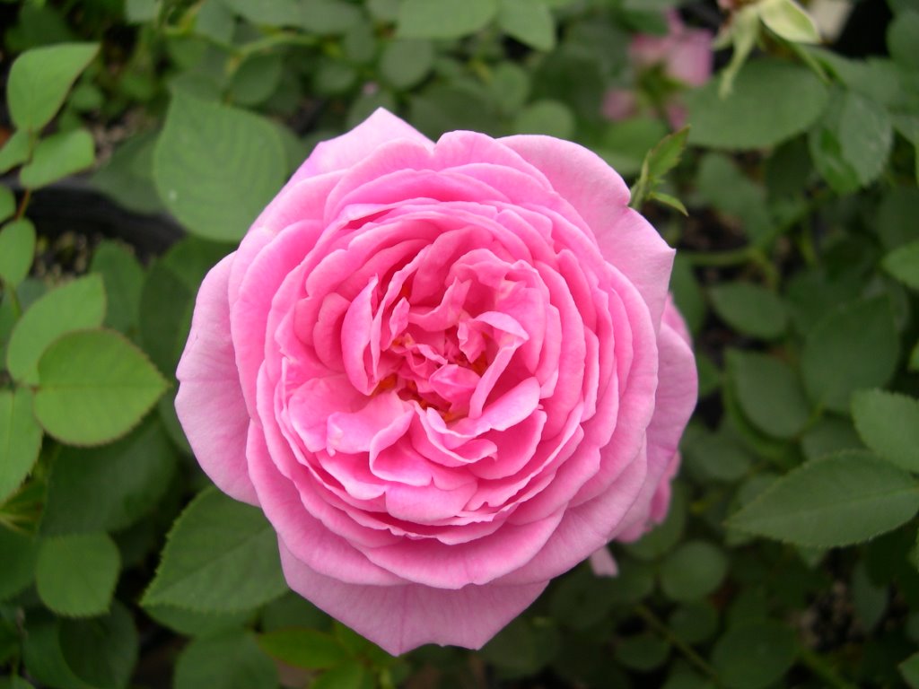 Chinas – Roses Unlimited