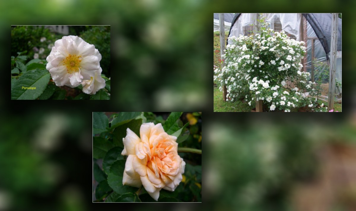 Hybrid Musk – Roses Unlimited
