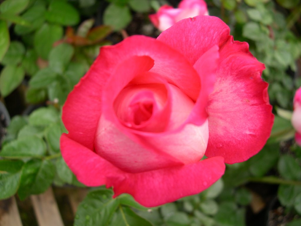 Buck Shrub Roses – Roses Unlimited