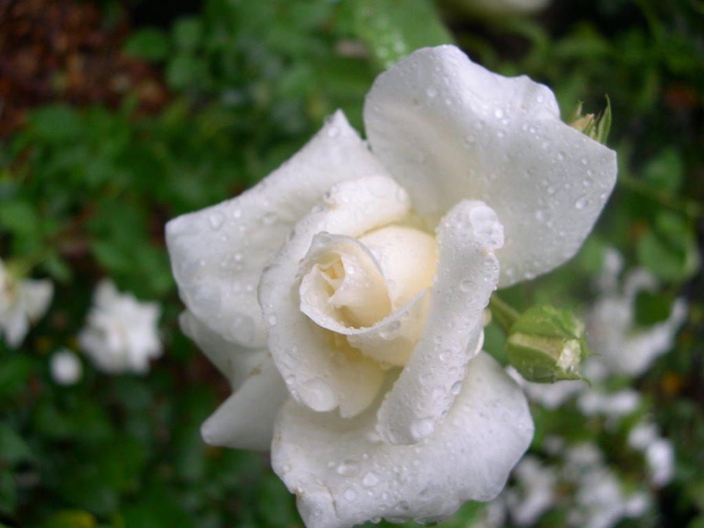 june-bride – Roses Unlimited
