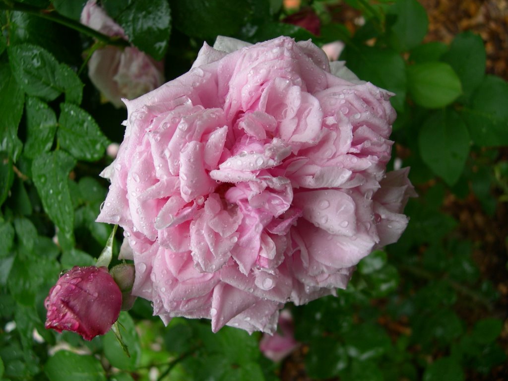 la-france – Roses Unlimited