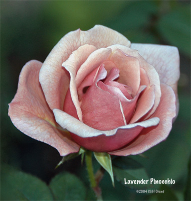 Floribunda – Roses Unlimited
