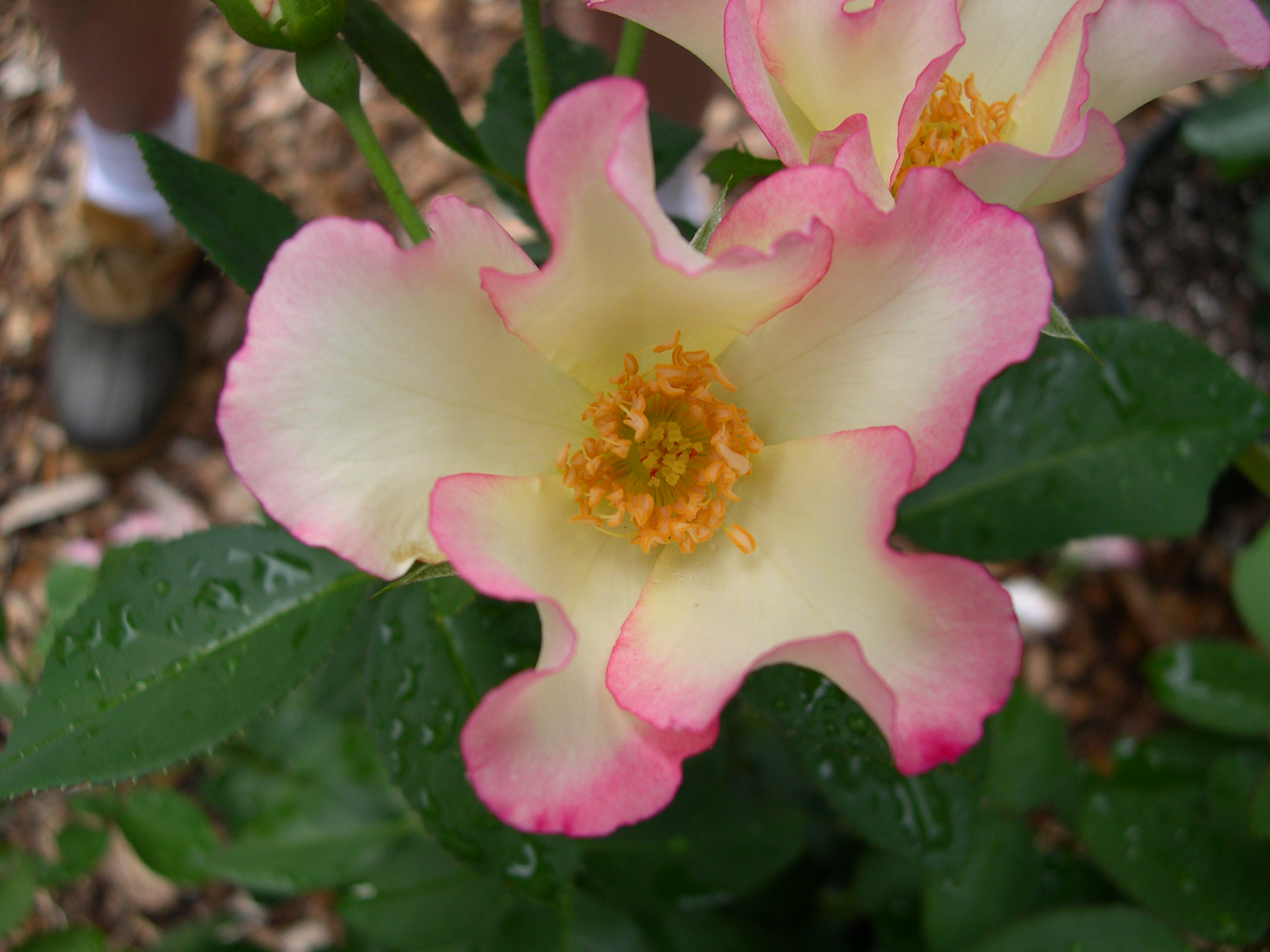 Floribunda – Roses Unlimited