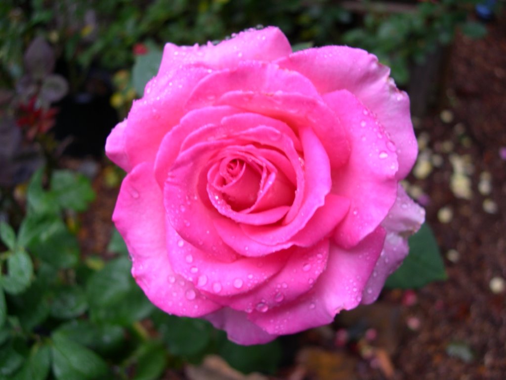 louise-estes-own-root – Roses Unlimited