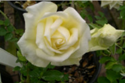 Noisettes – Roses Unlimited