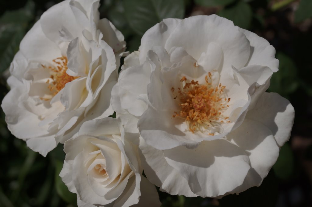 maria-mathilda1 – Roses Unlimited
