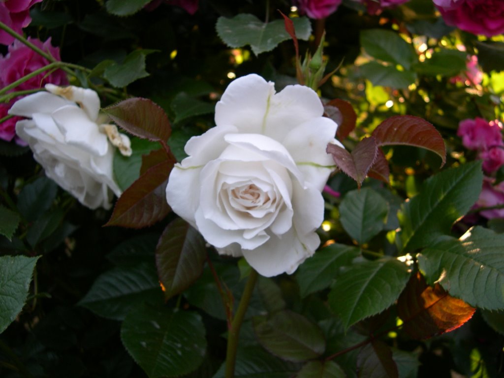 maria-shriver – Roses Unlimited