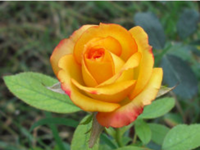 Miniatures & Minifloras – Roses Unlimited