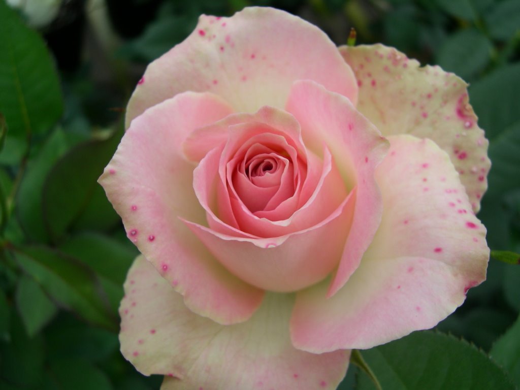 mint-julep1 – Roses Unlimited