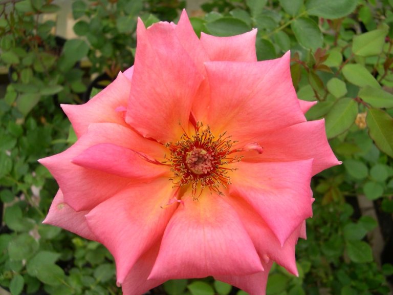 mojave – Roses Unlimited