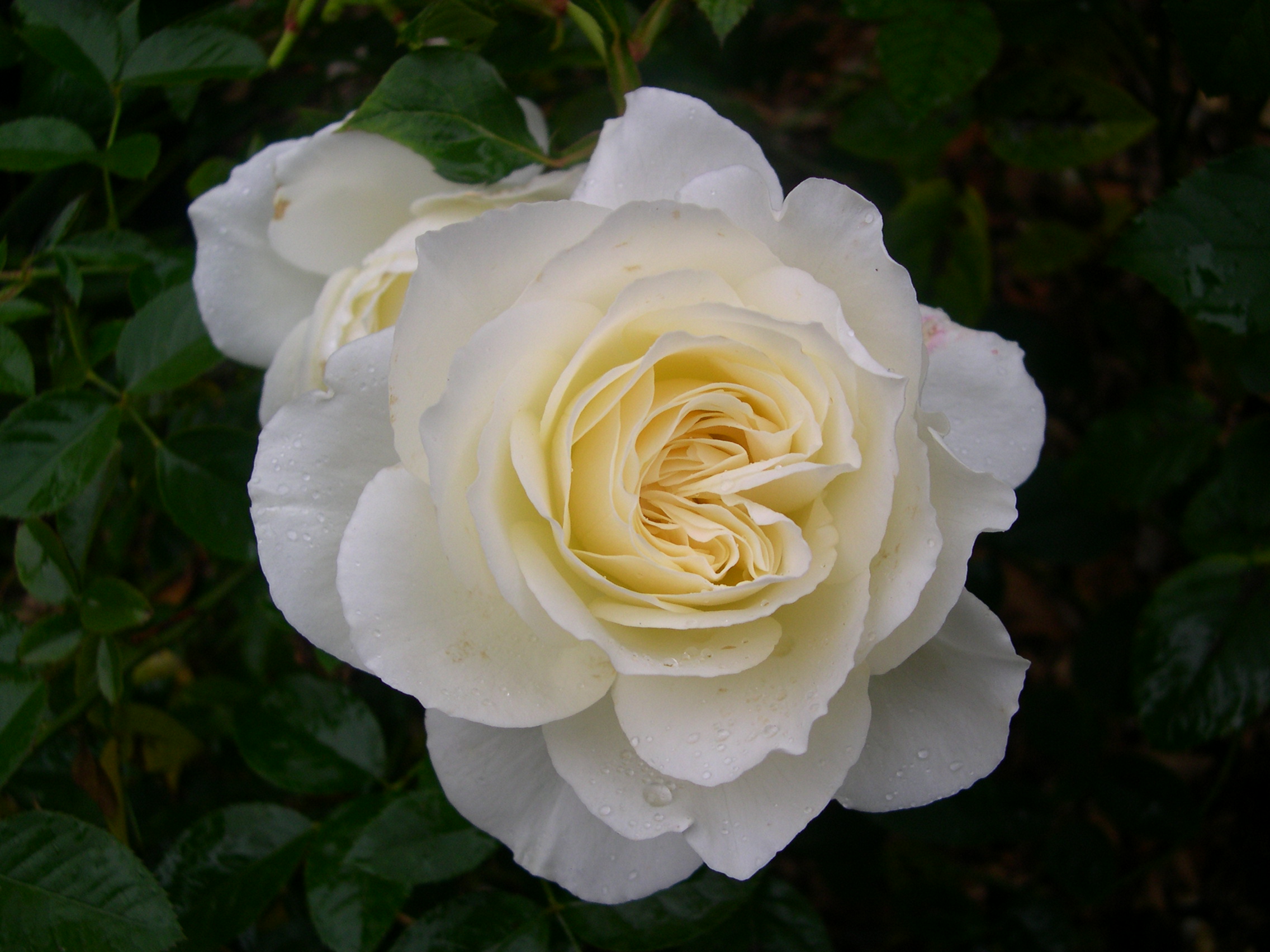 Floribunda – Roses Unlimited