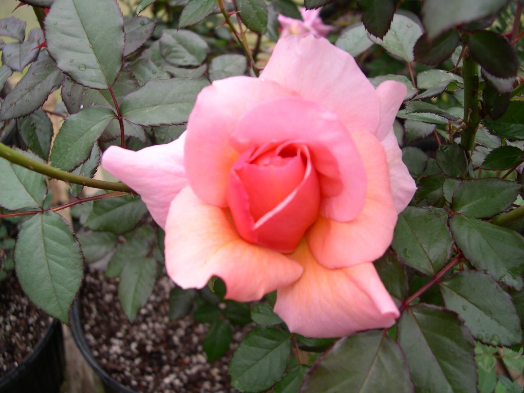 Climbers / Ramblers – Roses Unlimited