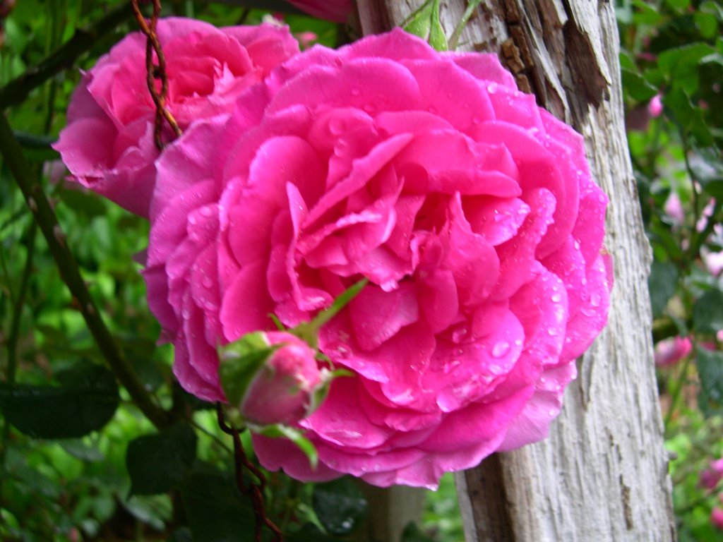 parade – Roses Unlimited